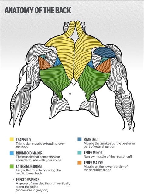 Close Grip Lat Pulldown Techniques Benefits And Variations