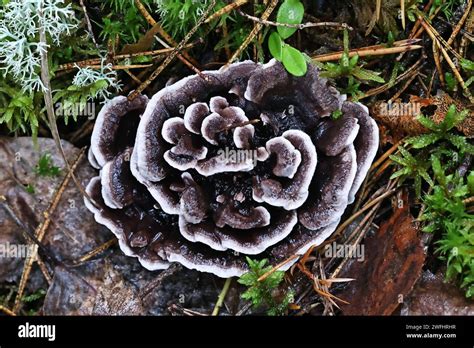 Phellodon Connatus Commonly Known As Grey Tooth Wild Fungus From