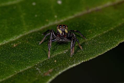 รูปภาพphiale เลือกดูภาพถ่ายสต็อก เวกเตอร์ และวิดีโอ166 Adobe Stock