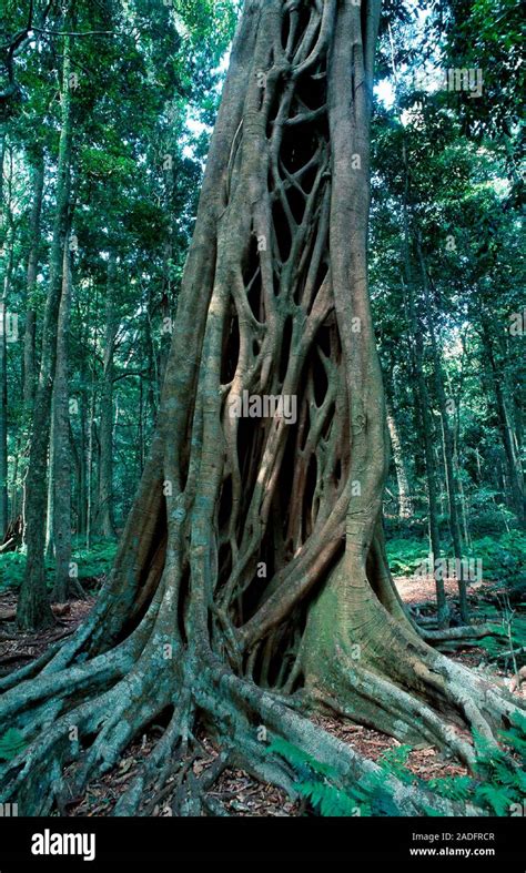 Strangler Fig Root Cage Of A Strangler Fig Ficus Sp The Cavity At