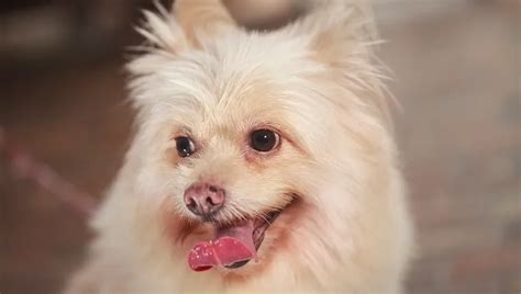 White Pomeranian Chihuahua Mix