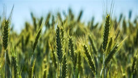 Triticale Cosè Proprietà E Benefici