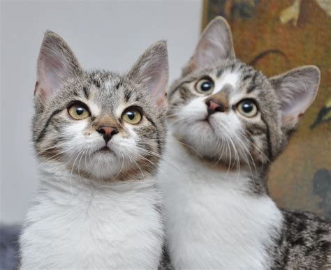 Paputek I Bellamiau Stawiamy Na łapy