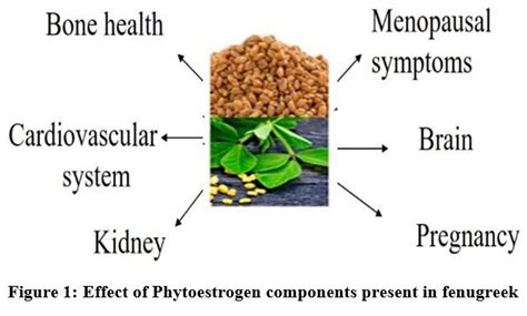 Phytoestrogens In Trigonella Foenum Graecum L Review Biomedical And