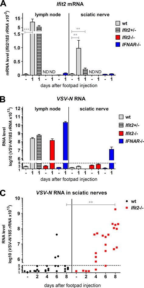 Interferon Induced Ifit2 Suppresses Vsv Replication In Sciatic Nerves
