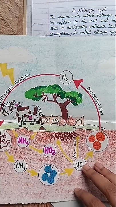 Nitrogen Cycle Class 9th Bio Class9science Class9thscience Shorts