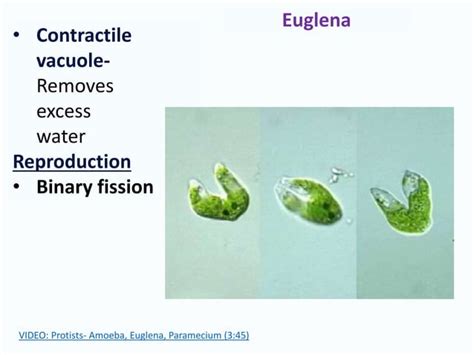 Classification Eukaryotes Pptx Biological Sciences Science