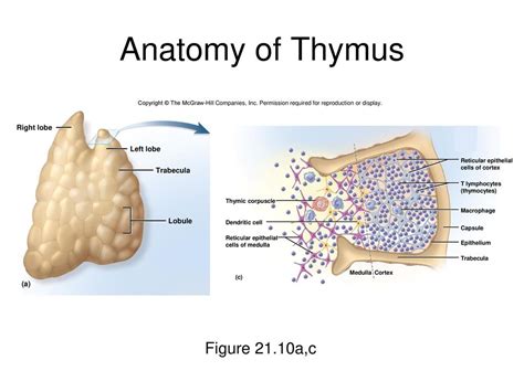 Human Anatomy And Physiology Ii Ppt Download