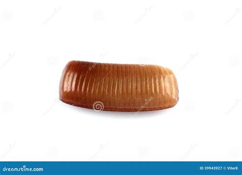 Ootheca Of Cockroach Isolated On White Stock Image Image Of Orange