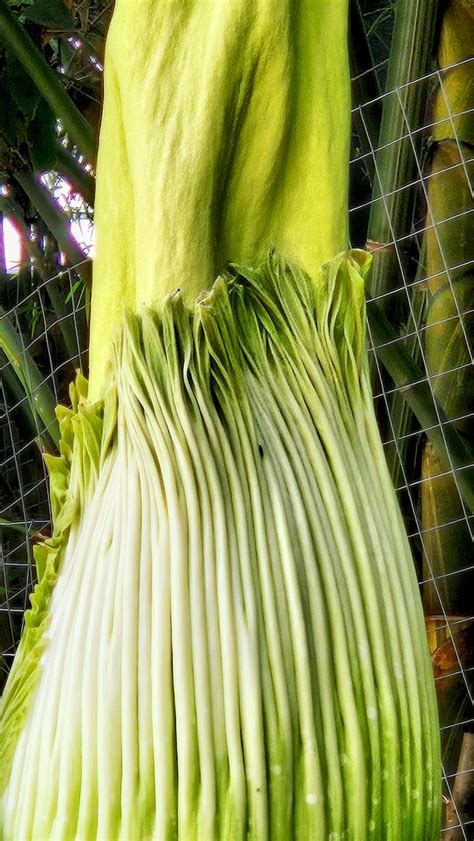 Bunga Bangkai Titan Arum Mekar Di Jakarta Escape
