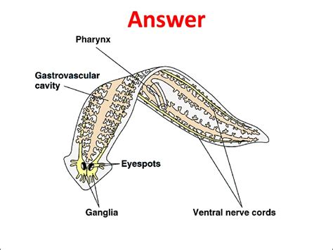 Topic Flatworms презентация онлайн
