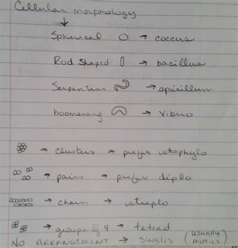 Microbiology Lab Final Part 1 Flashcards Quizlet