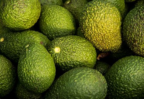 200 000 Free Avocado Tree And Avocado Images Pixabay