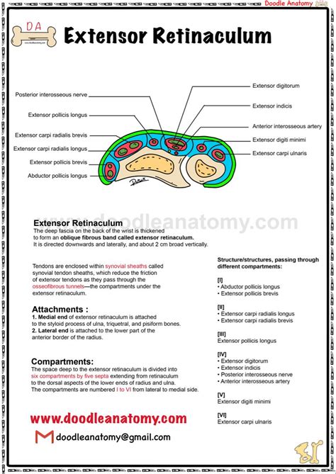 Extensor Retinaculum Upper Limb Doodle Anatomy In 2025 Medical