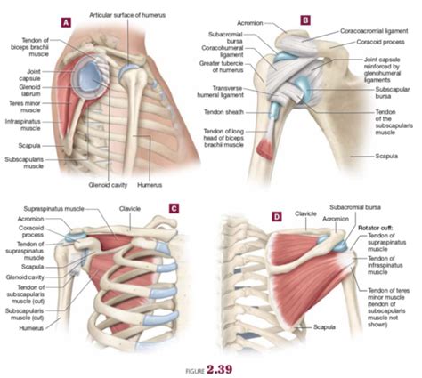 LAB 5 Joints Flashcards Quizlet