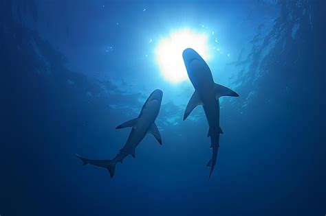 Premium Photo Silhouette Of Two Sharks Swimming In The Deep Blue Sea