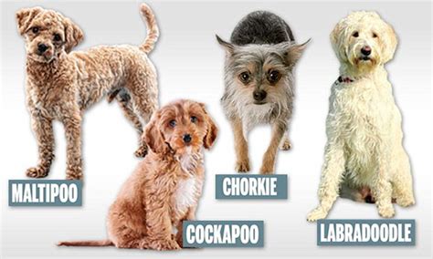What Is The Difference Between A Cockapoo And A Labradoodle
