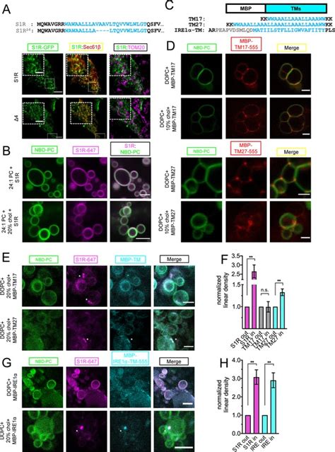 The Role Of Sigma 1 Receptor In Organization Of Endoplasmic Reticulum
