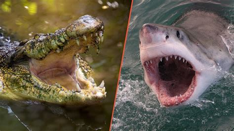 Which Is More Powerful Shark Or Crocodile At Peggy Bradley Blog