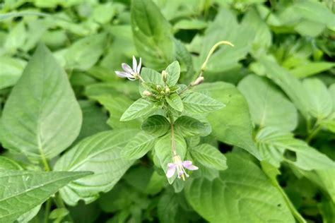 Top 10 Potential Alfalfa Leaf Benefits You Need To Know