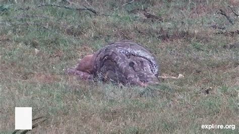 Python Impaled While Trying To Eat An Impala Youtube