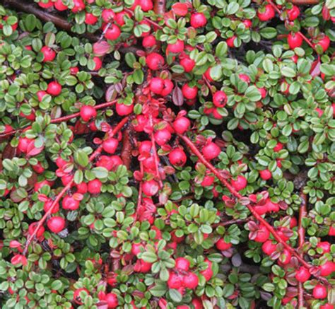 Cotoneaster Dammeri Streibs Findling Dwarf Cotoneaster Kigi Nursery