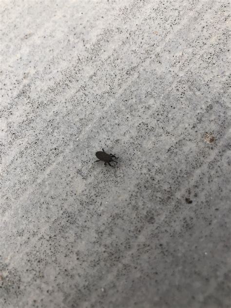 Is It A Tiny Weevil Rweeviltime