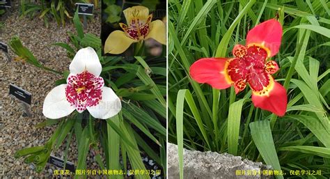 科学网—鸢尾——轻盈蝶韵气如兰！话说常见的鸢尾科植物：《植物学》停课不停学（二十八） 栗茂腾的博文