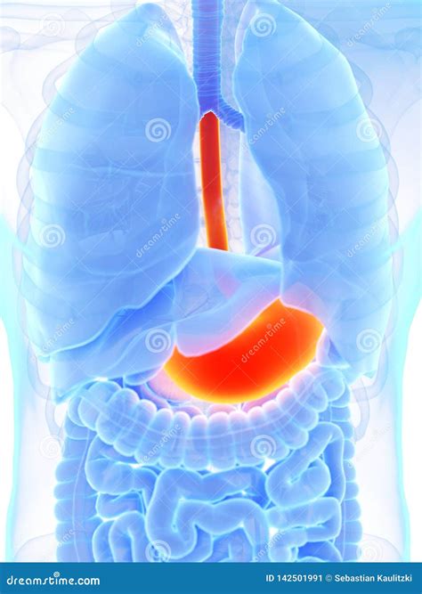 Sirve el est mago stock de ilustración Ilustración de blanco 142501991