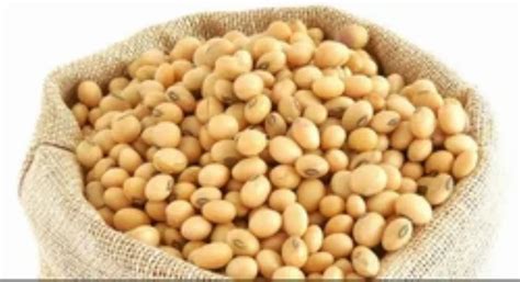 Soybean Protein Concentrate In Hyderabad Telangana Soybean Protein