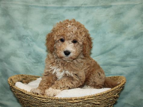 Havapoo Small Animal Red Id9732 Located At Petland Rome Georgia