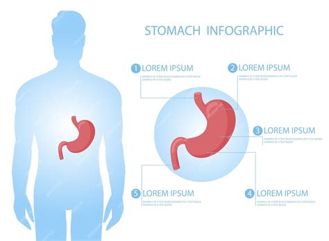 Premium Vector Human Stomach Anatomy In Body Diagram