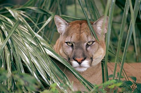 Florida Panther The Beaches Of Fort Myers And Sanibel Flickr