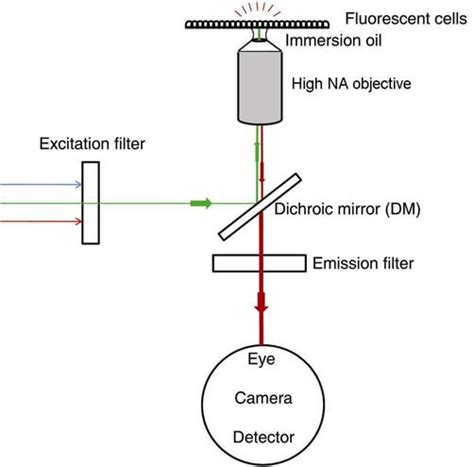 Optical Layout In An Inverted Epifluorescence Microscope The Optical Download Scientific