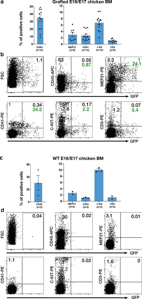 Flow Cytometry Analysis Reveals The Presence Of Endothelial And