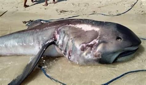 Extremely Rare Deep Sea Shark Found Dead In Araceli Palawan
