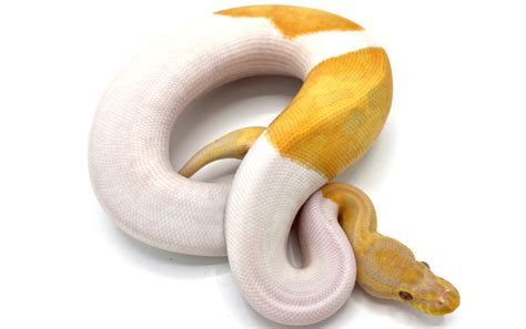 Toffee And Toffino Pieds Royal Constrictor Designs