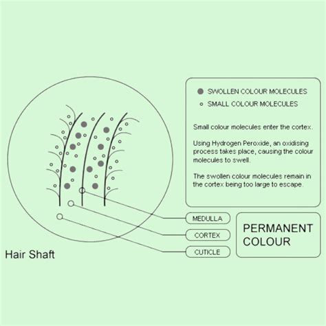 A Comprehensive Guide To Understanding Different Types Of Hair Dyes