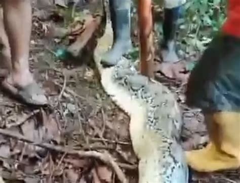 Man Discovers Wife Has Been Crushed And Eaten By 30ft Python After