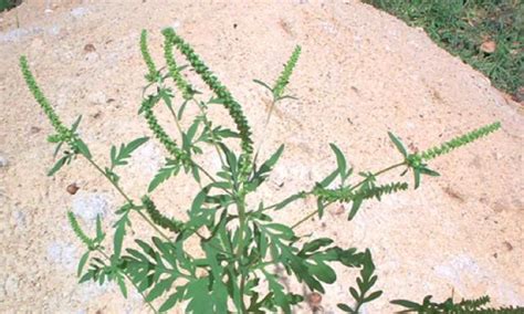 Identifying Ragweed A Guide For Allergy Sufferers