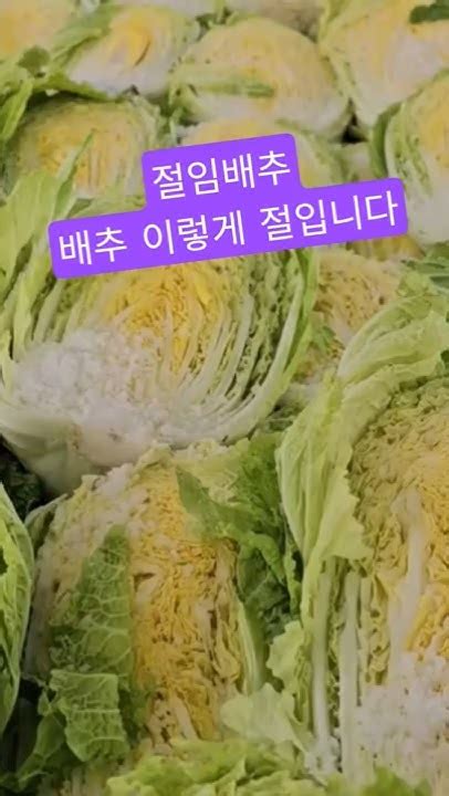 절임배추 배추 이렇게 절입니다 괴산절임배추 Shorts Youtube