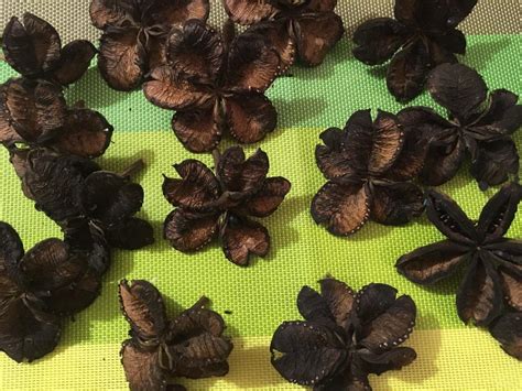 Пион древовидный семена пиона: показываю как интересно выглядят