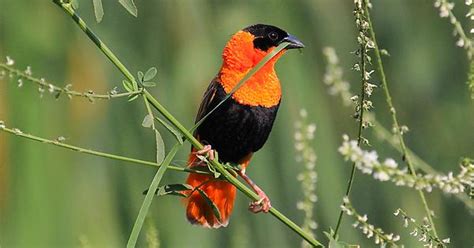 This Is An Orange Bishop Album On Imgur