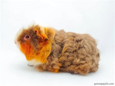 Texel Guinea Pig Breed Spotlight Care Diet And More
