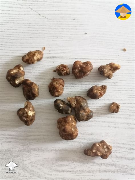 Magic Truffles Gallery On Shroomok