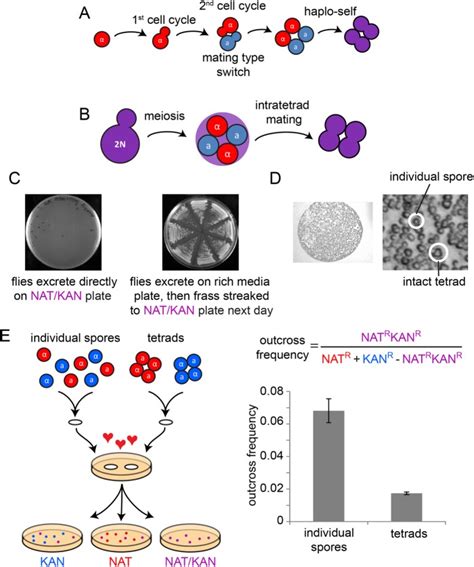 Mating In Wild Yeast Delayed Interest In Sex After Spore Germination Pmc
