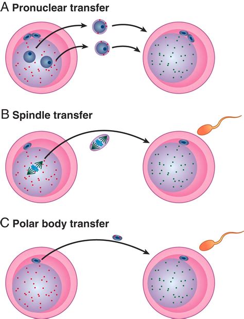 Emerging Technologies Genetic Interventions In The Human Germ Line