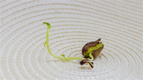 How To Plant Grow And Care For A Pistachio Tree Complete Guide
