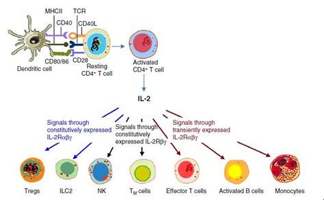 Il 2 Cytokine界的金刚小王子