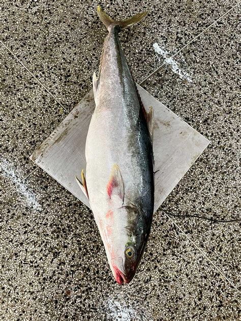 Fresh Yellowtail Amberjack Atlantic Seriola Lalandi Yokota Usa